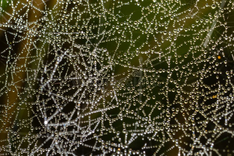 Web Cobweb Spiderweb Net Tissue Spider`s Web. Web in the Autumn Forest ...