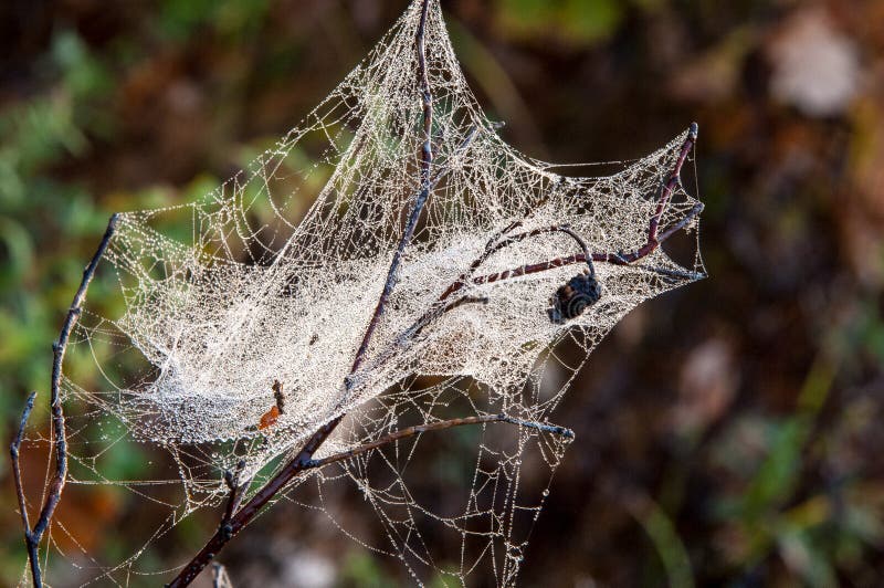 Web, Cobweb, Spiderweb, Net, Tissue, Spider S Web Stock Image - Image ...