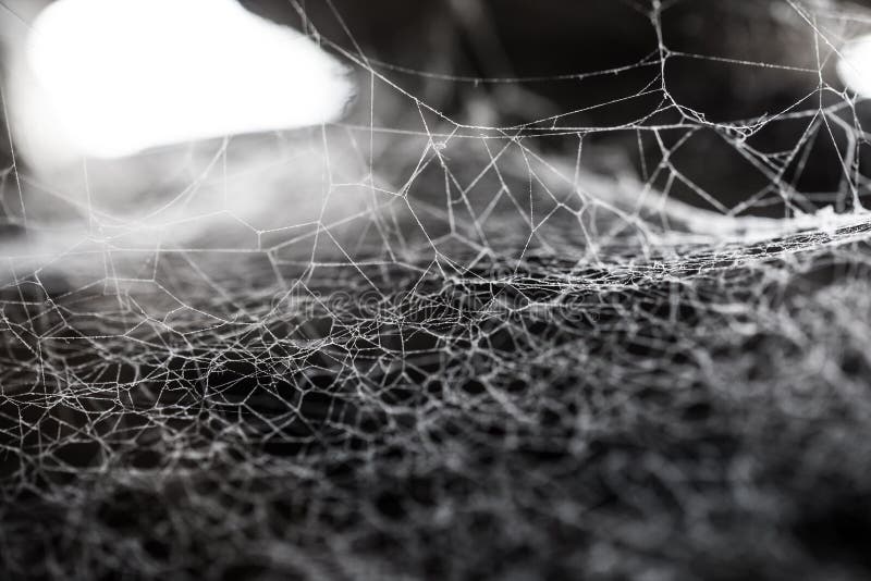 Web, Cobweb or Spiderweb with Thread Fibre Structure Stock Image ...