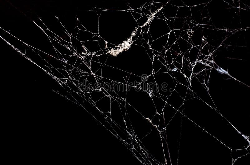 Spider Web on a Dark Background Stock Photo - Image of haunted, afraid ...