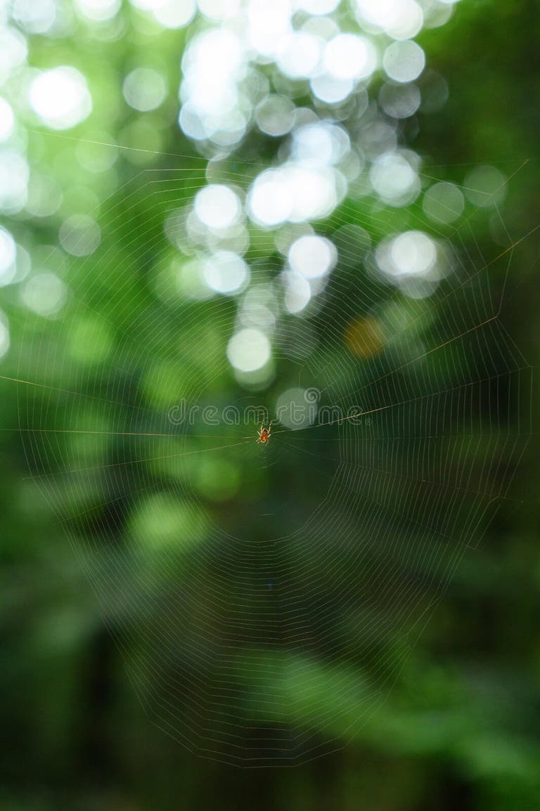 200 Invisible Spider Stock Photos - Free & Royalty-Free Stock Photos ...