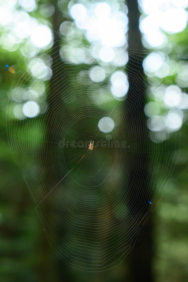 A Web in a Dark Forest, a Small Invisible Spider Spits on Its Prey on ...