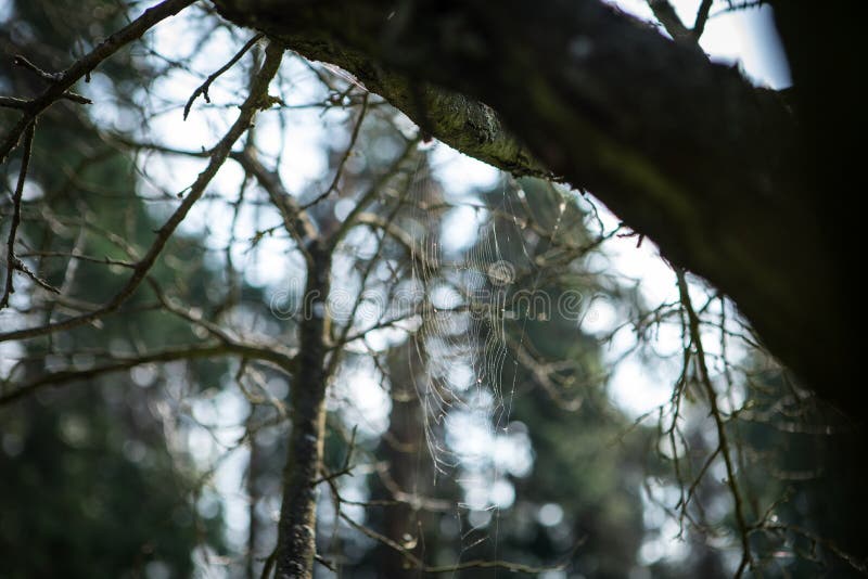 Autumn in Trap Falls at Willard Brook State Forest Stock Image - Image ...