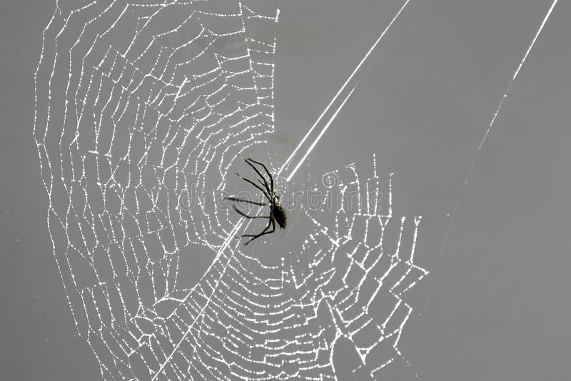 The web almost finished stock image. Image of freshness - 104009135