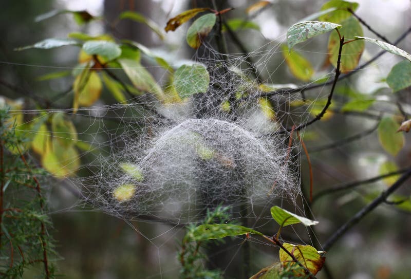 The Dome Web Spider (Cyrtophora Moluccensis) Hangs on Its Web of Nests ...