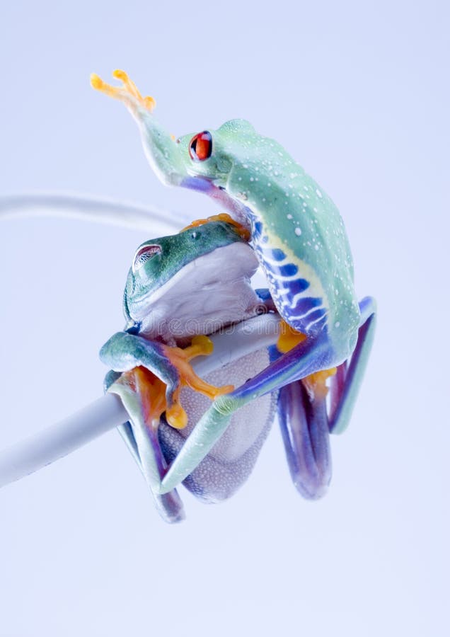 Web Frog Picture. Image: 1946456