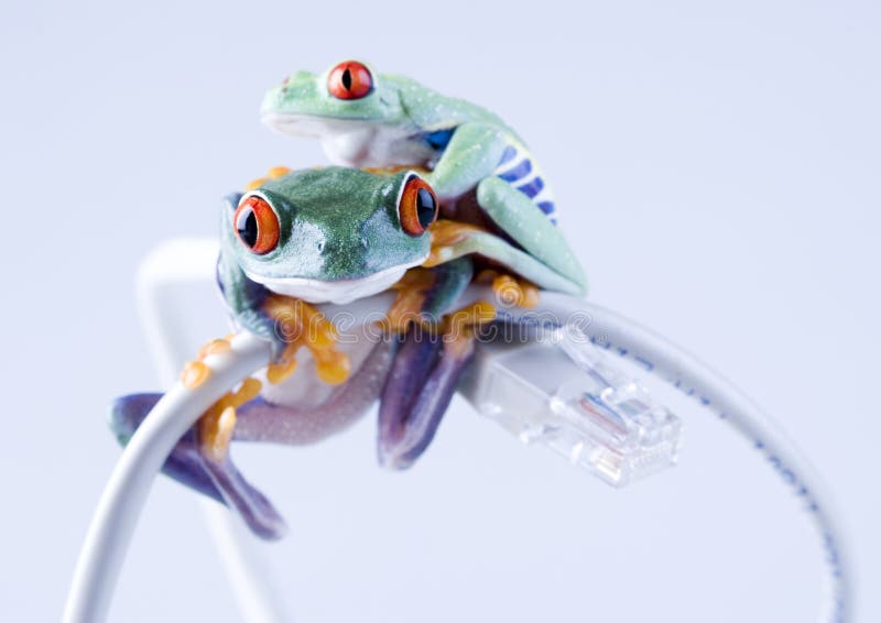 Web frog stock photo. Image of frogs, agalychnis, dialogue - 1946482
