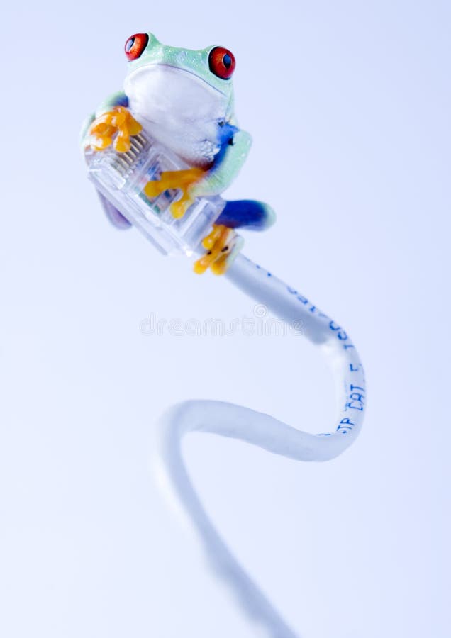 Web frog stock image. Image of colour, abstraction, bulging - 1946499