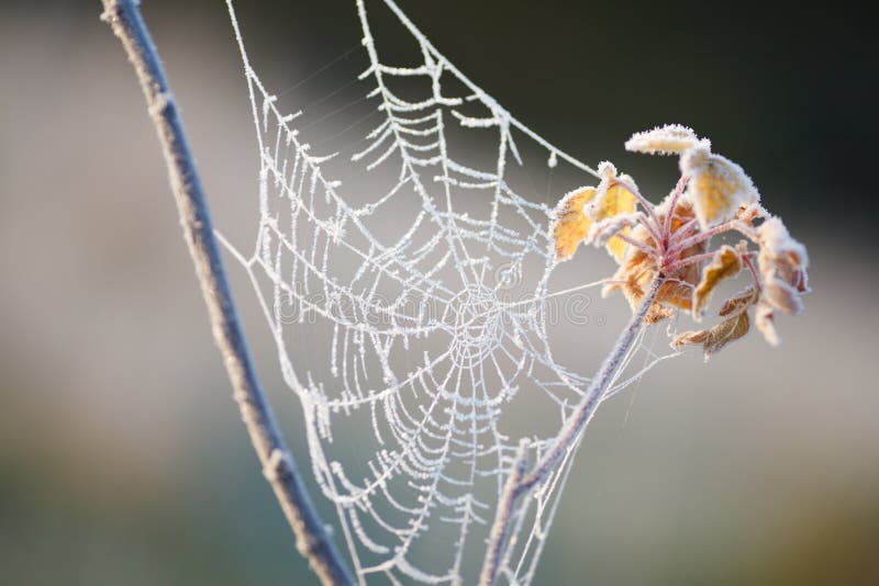 Frosty Web stock image. Image of natural, spider, difficulty - 424923
