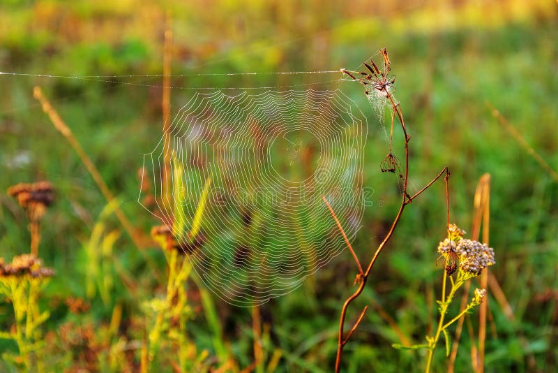 Web on the grass stock photo. Image of grass, sunlight - 80080548