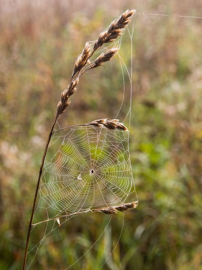 Web on the grass stock image. Image of drop, grass, beautiful - 34096003