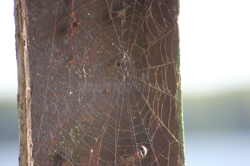 A Web on a Gray Background, a House and a Spider Trap. a Net of Fine ...