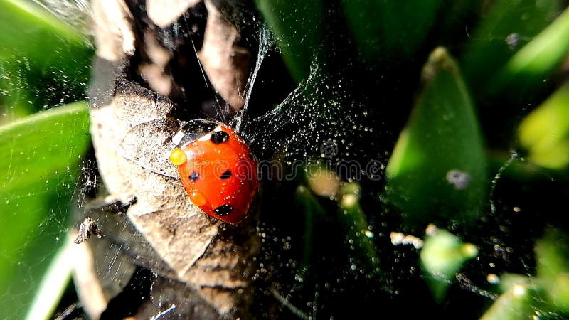 The Web Holds the Ladybug. Spider Trap and Ladybug Stock Image - Image ...