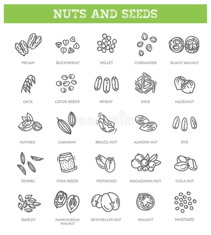Mustard Seed Outline Stock Illustrations – 388 Mustard Seed Outline ...