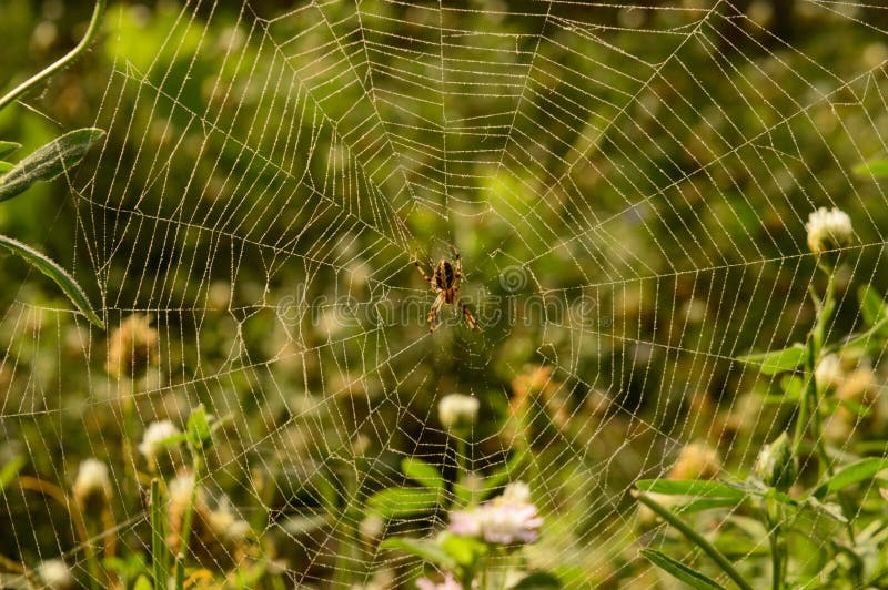 A Web of Indian Spider Who is Relaxing on Web at Evening Stock Image ...
