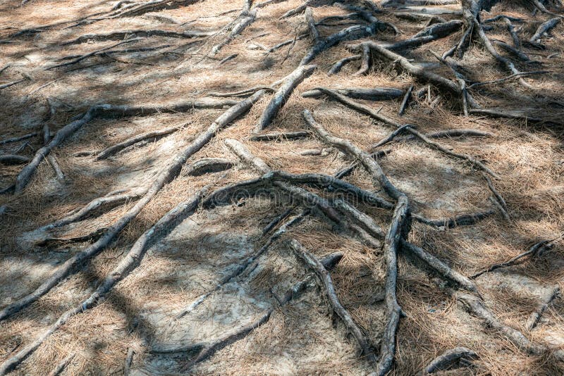 Web of Intertwined Coniferous Roots Above the Ground in the Forest ...