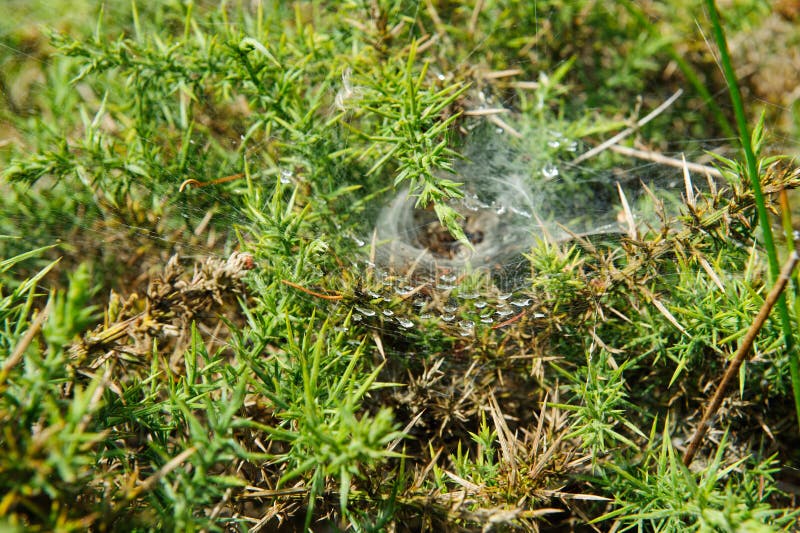 Labarynth Stock Photos - Free & Royalty-Free Stock Photos from Dreamstime