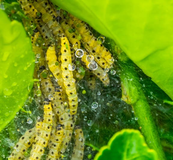 Web with Larvae of a Box Tree Moth in Macro Closeup, Infested Buxus ...