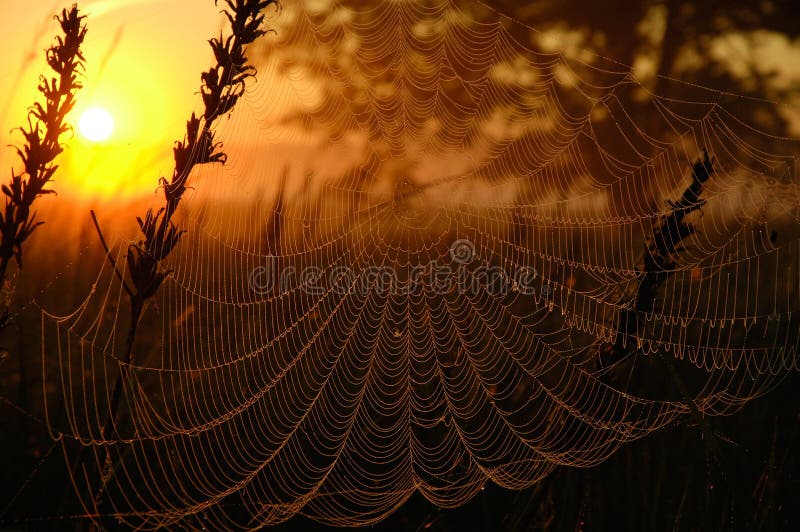 Web in the Light of the Rising Sun Stock Image - Image of background ...