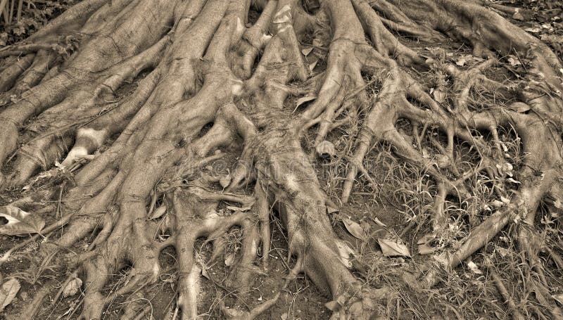 Web of Living Roots stock photo. Image of configuration - 52977976