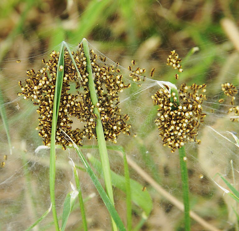 Web with Many Newborn Spiders Stock Image - Image of born, animal ...