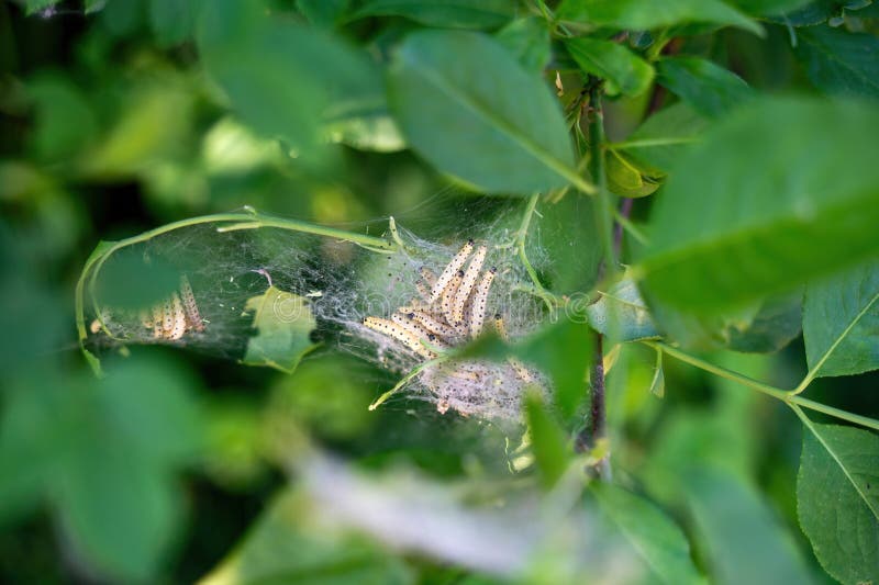 Web Moth Caterpillars in a Web Stock Photo - Image of tree, threads ...