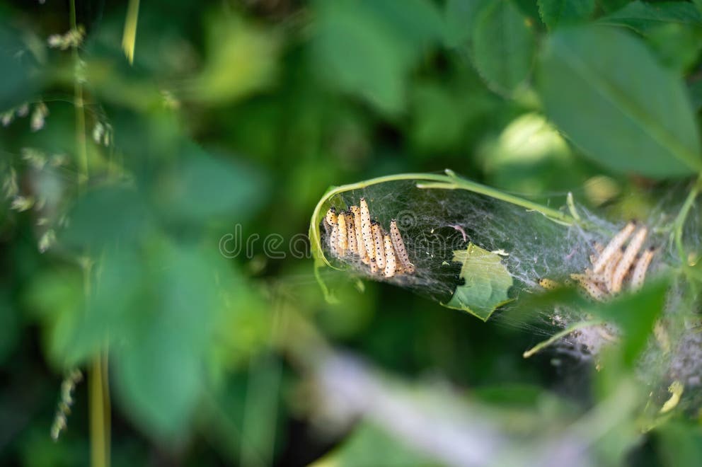 Web Moth Caterpillars in a Web Stock Photo - Image of threads, wildlife ...