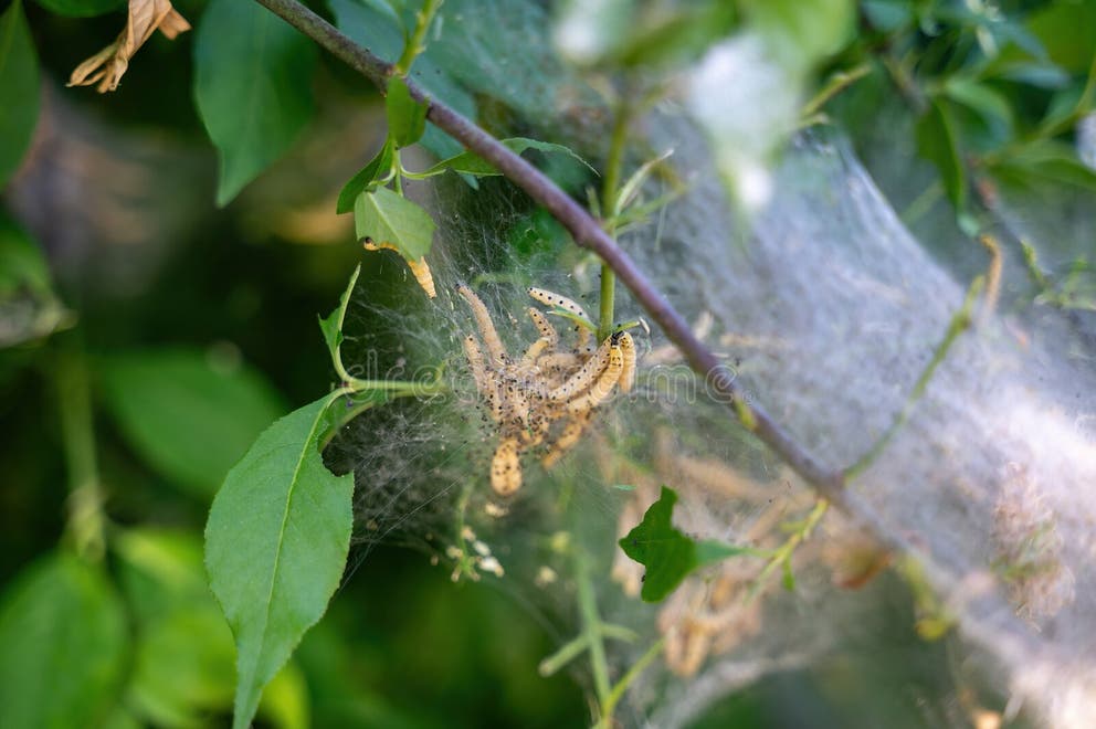 Web Moth Caterpillars in a Web Stock Photo - Image of moths, green ...