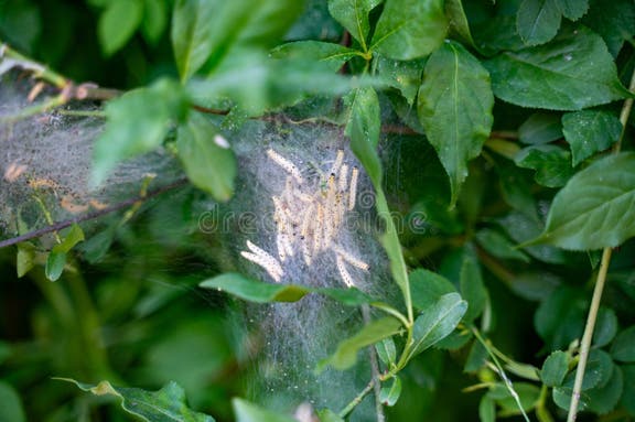 Web Moth Caterpillars in a Web Stock Image - Image of animals, green ...