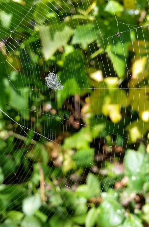 Web Net Spider Cobweb Catch Garden Stock Image - Image of trap, garden ...