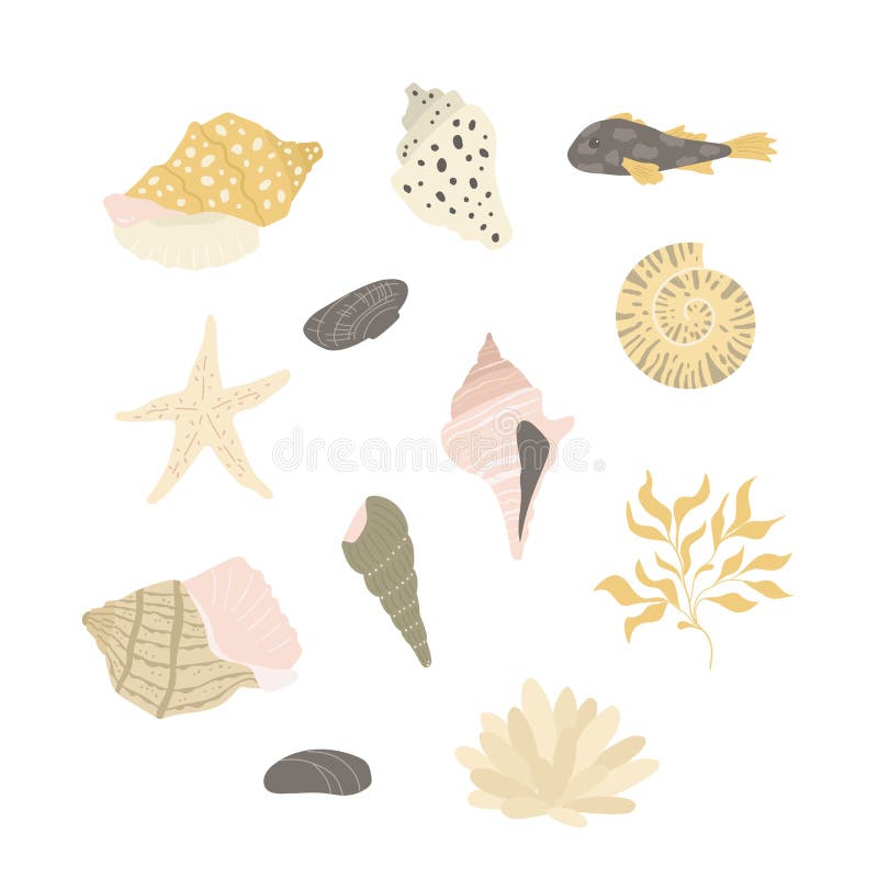 Sea shell stock vector. Illustration of travel, white - 241699845