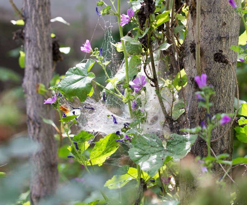 Web on the plant in nature stock photo. Image of cobweb - 110301374