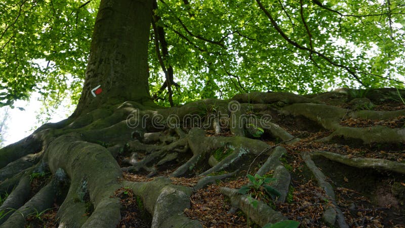 Tree Roots Growing Above Ground Stock Image - Image of growing, next ...