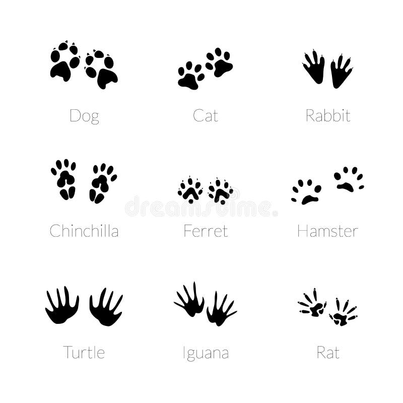 Footprints Animals - Vector Set. Stock Vector - Illustration of animal ...