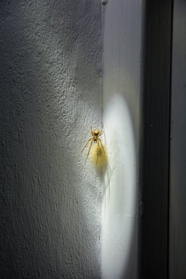 Web Spider with Cocoon in a White House Corner in the Light of a ...
