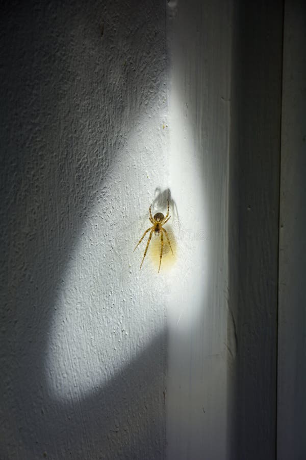 Web Spider with Cocoon in a White House Corner in the Light of a ...