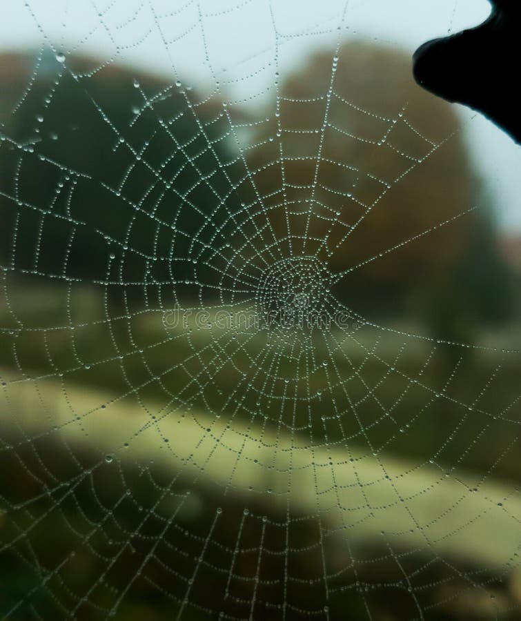 Web Spider Colors Pattern Background Colors Stock Photo - Image of ...