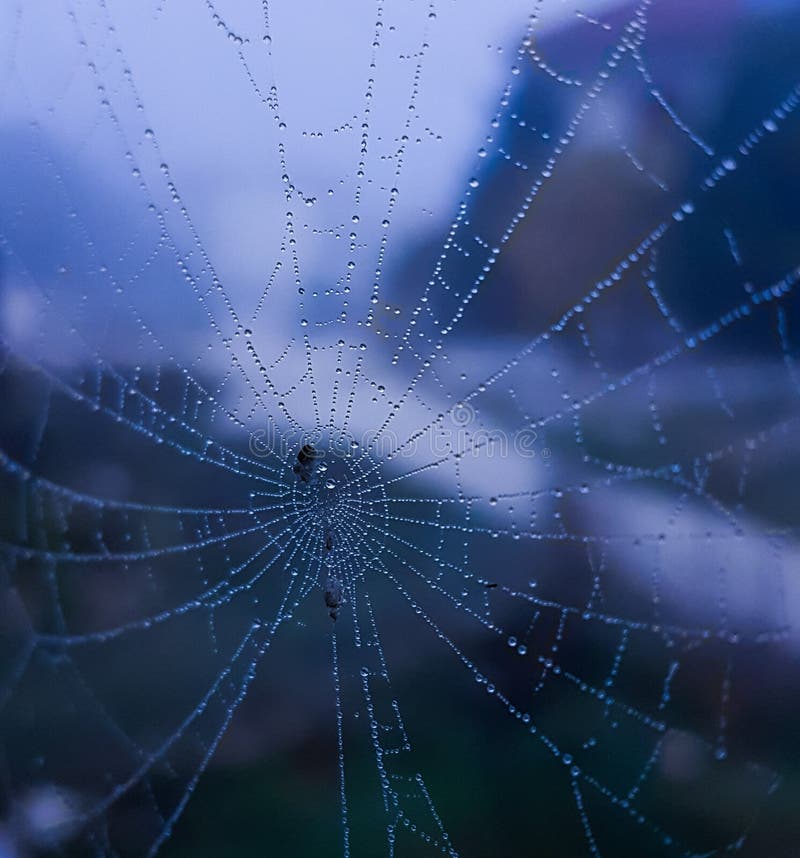 Web Spider Colors Pattern Background Colors Stock Photo - Image of ...