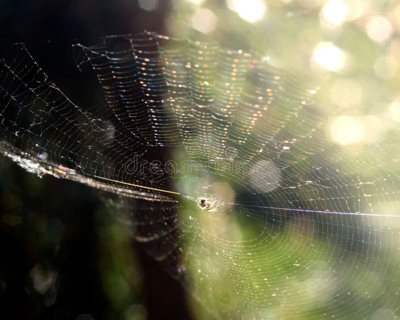 Spider web in the sunlight stock photo. Image of closeup - 182441216