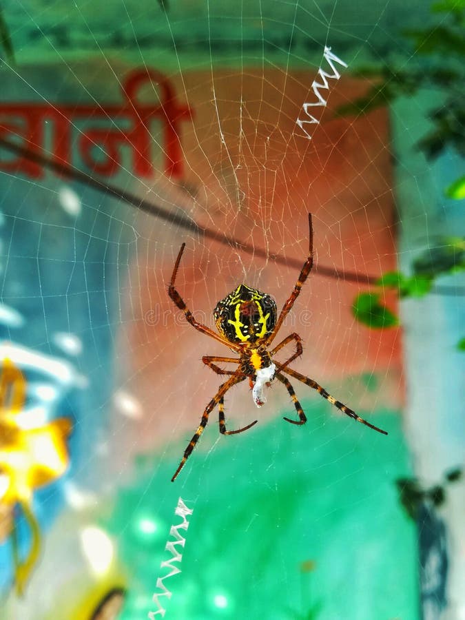 Web spider stock image. Image of moisture, wing, invertebrate - 149803111