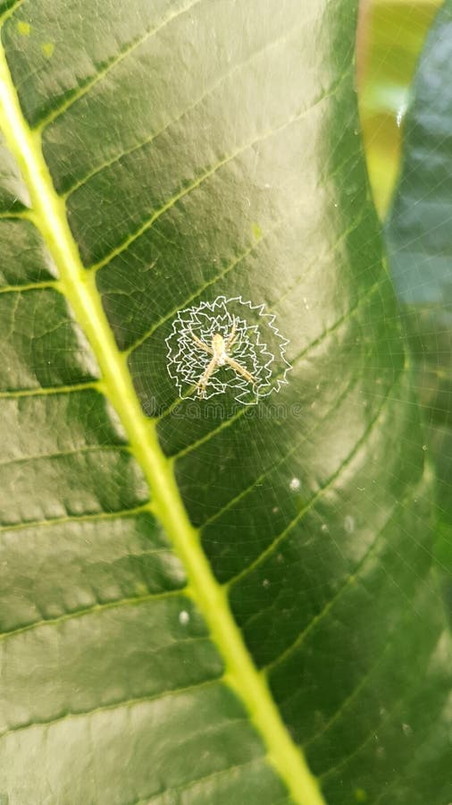 Web spider small stock image. Image of plant, macro - 236171607