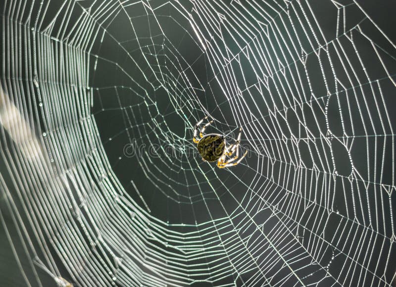 Web with spider stock photo. Image of habitat, hunting - 95280256