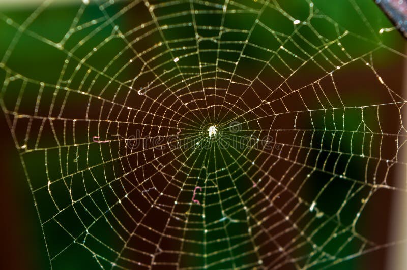 A Web of Spider in Town at Morning Sunlight Back Light Stock Image ...
