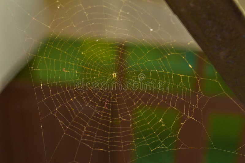 A Web of Spider in Town at Morning Sunlight Back Light Stock Photo ...