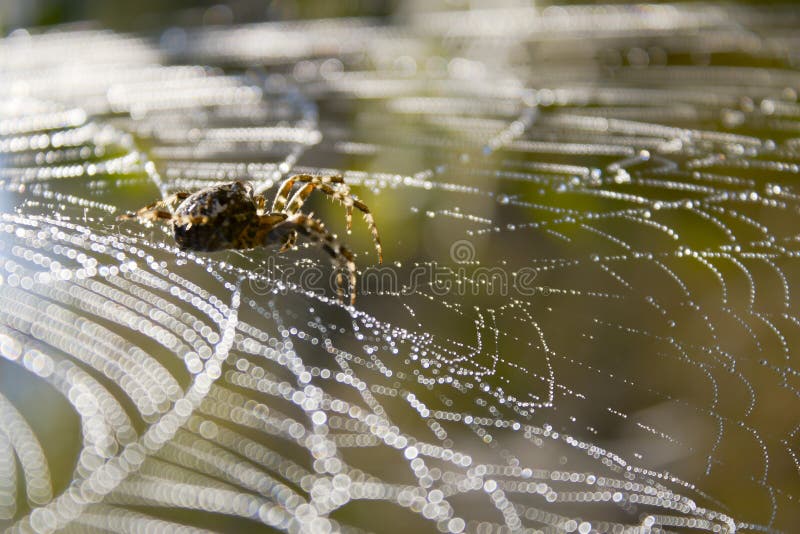 Web Spider and Water Droplets in the Wild. Stock Photo - Image of ...