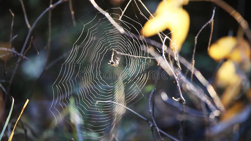 Spider on the Web in the Wind Stock Footage - Video of silk, foliage ...