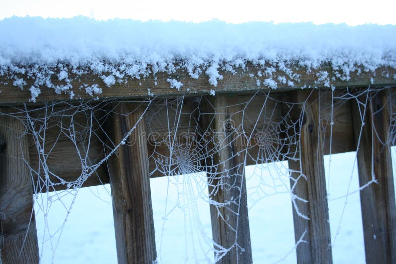 Snow Spider Web Stock Images - Download 299 Royalty Free Photos