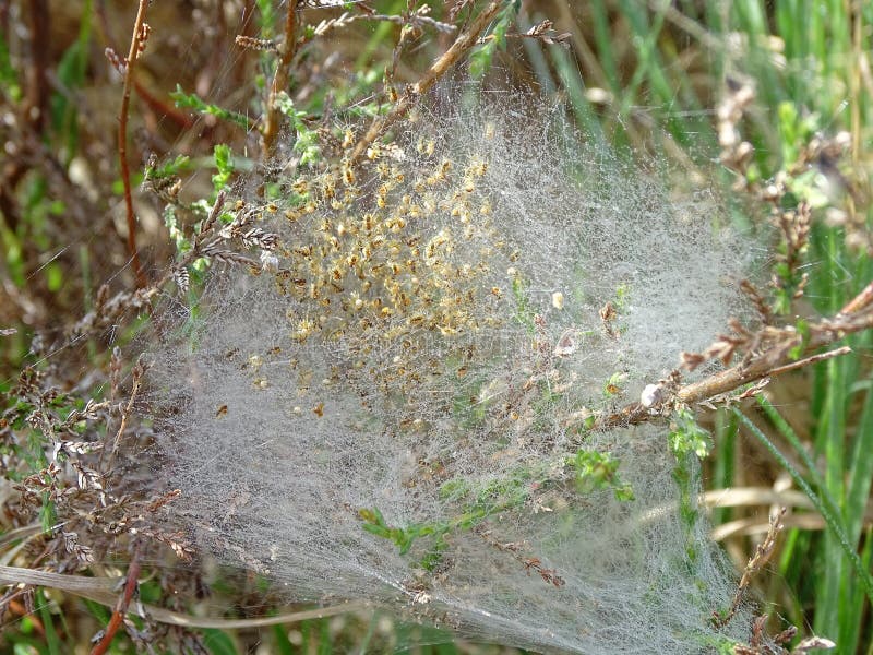 1,039 Nido Del Ragno Foto - Foto Stock Gratis e Royalty-Free da Dreamstime