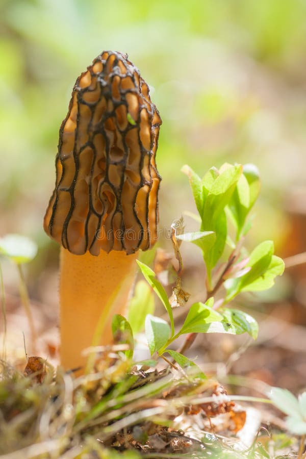 Black Morel - Morchella Elata - Specimen Isolated on Black Stock Image ...