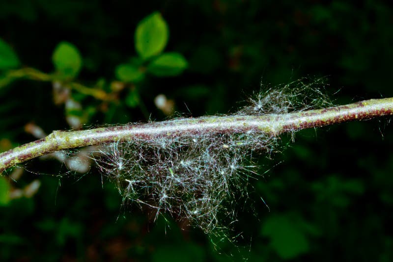 Web on a tree branch stock image. Image of outdoor, close - 40830099